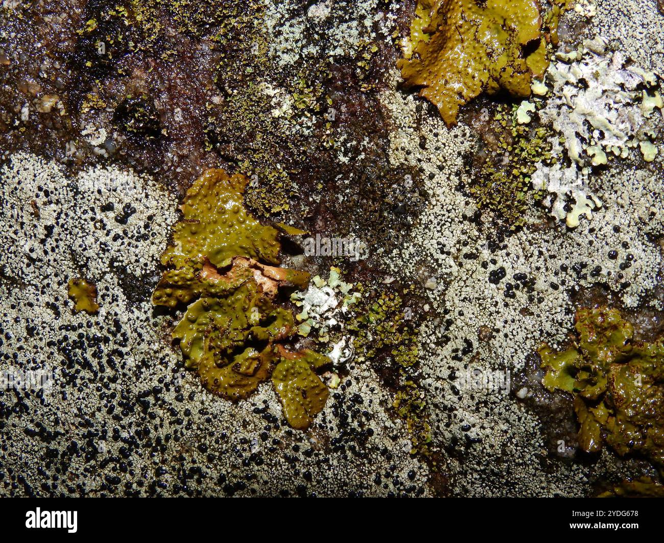 Pennsylvania Toadskin Lichen (Lasallia pensylvanica Stock Photo - Alamy