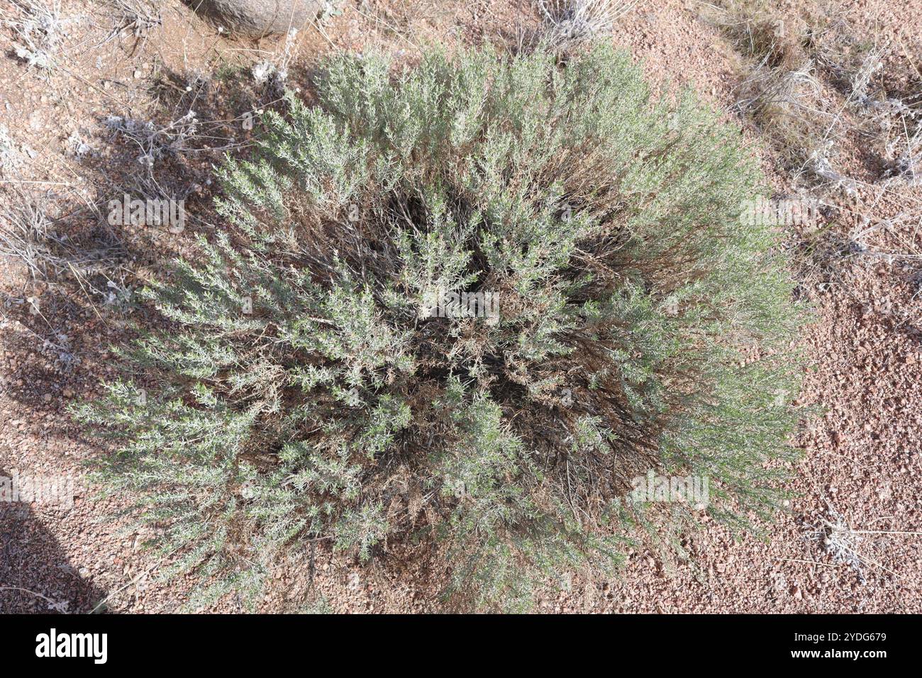 turpentine bush (Ericameria laricifolia Stock Photo - Alamy