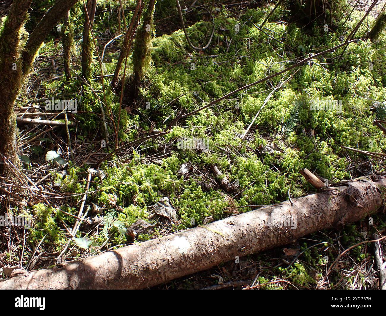 rough goose neck moss (Hylocomiadelphus triquetrus Stock Photo - Alamy