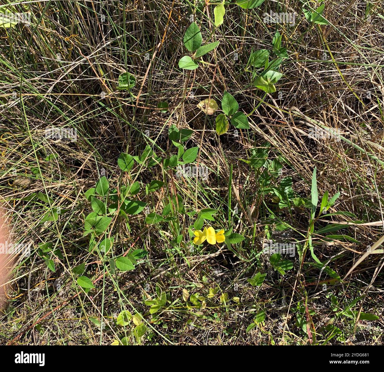 Vigna luteola hi-res stock photography and images - Alamy