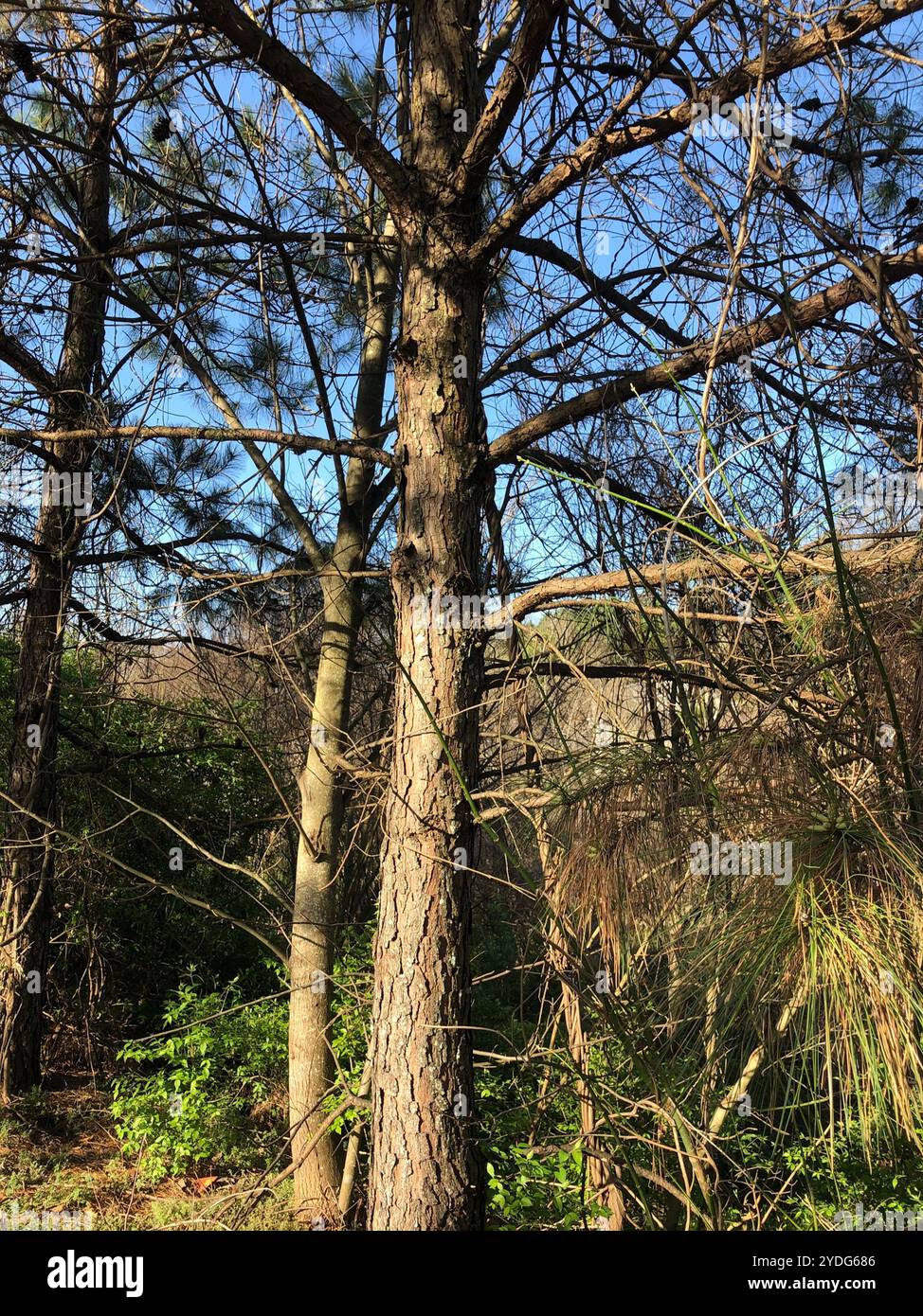 loblolly pine (Pinus taeda Stock Photo - Alamy