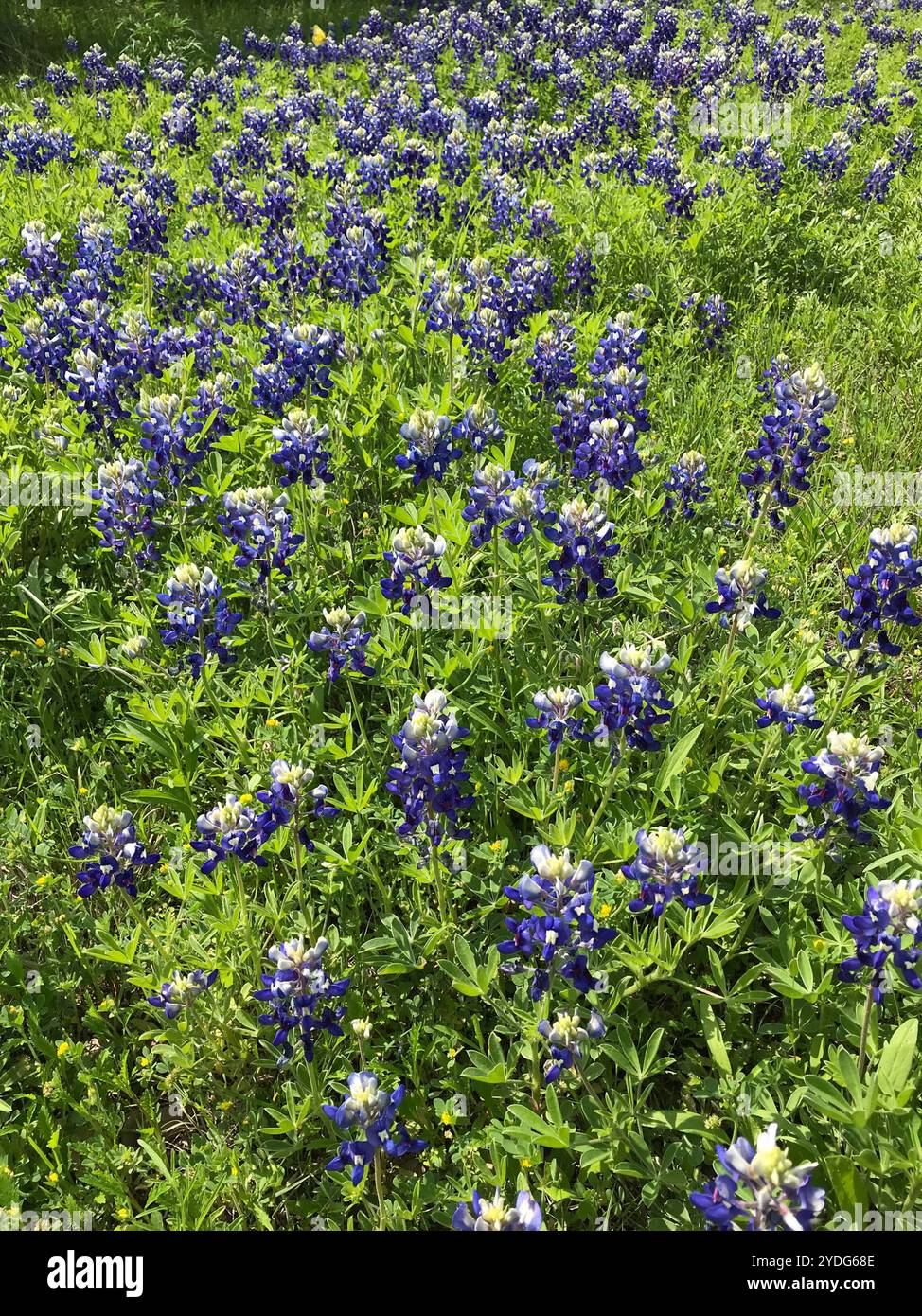 Texas bluebonnet (Lupinus texensis Stock Photo - Alamy
