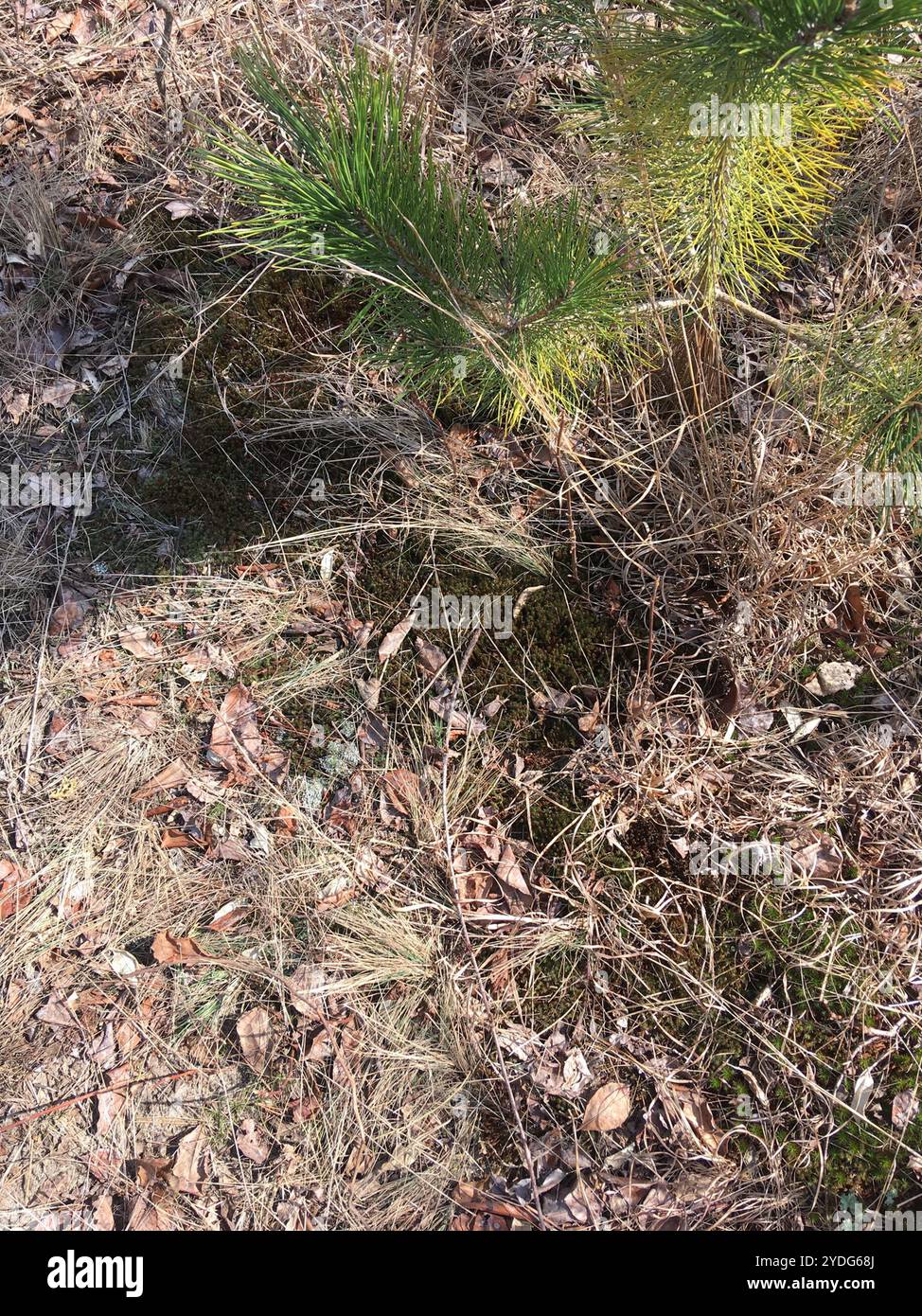 bristly haircap moss (Polytrichum piliferum Stock Photo - Alamy