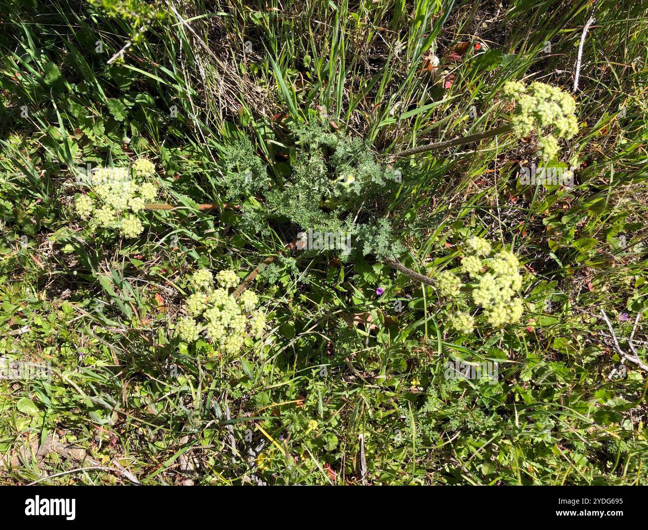 Lomatium dasycarpum hi-res stock photography and images - Alamy