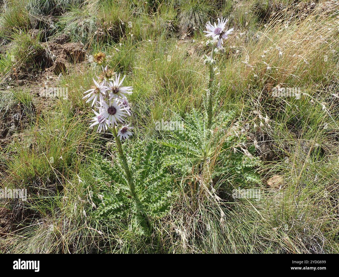 Purple African Thistle (Berkheya purpurea Stock Photo - Alamy