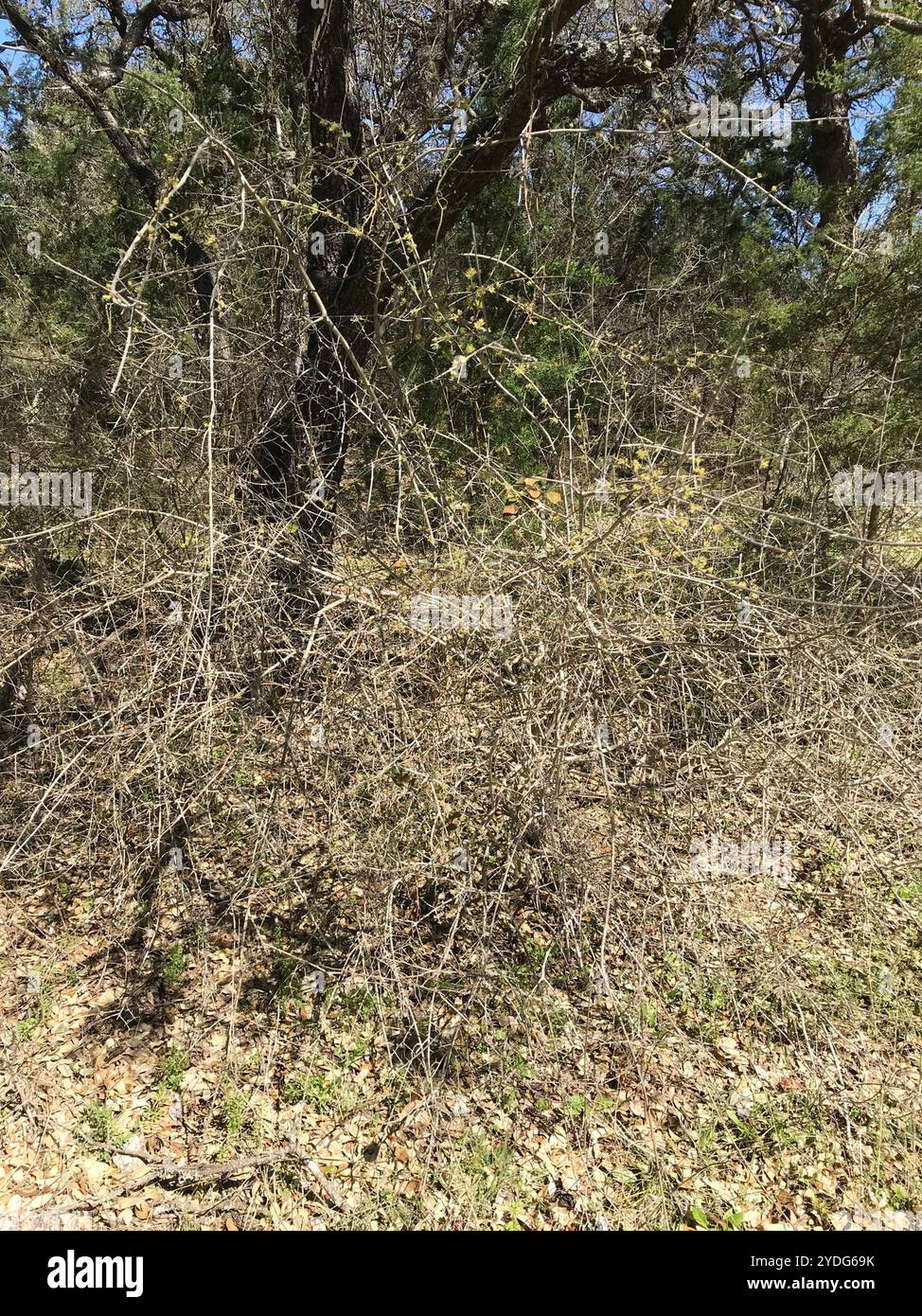 Stretchberry (Forestiera pubescens Stock Photo - Alamy