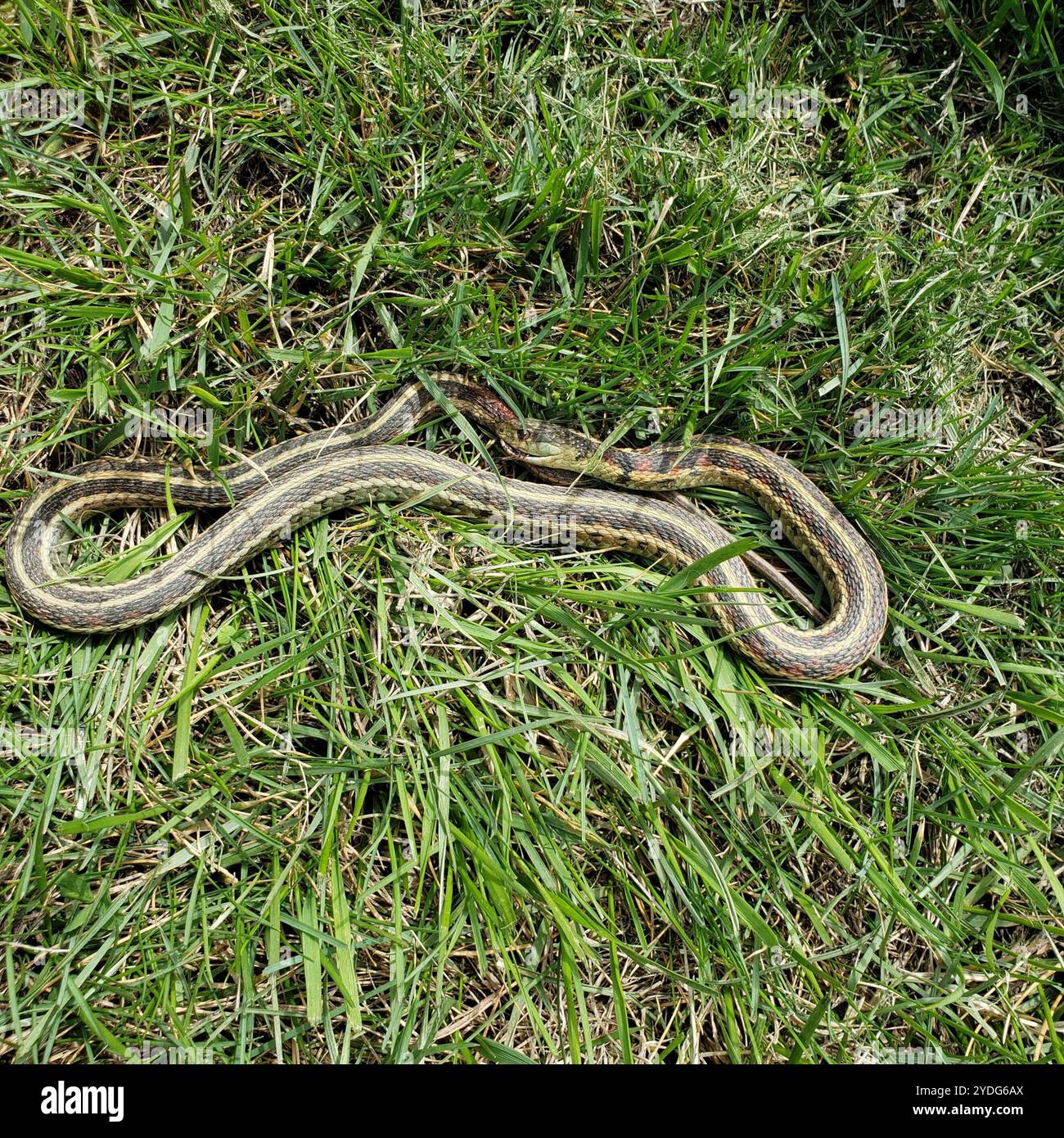 Red-sided Garter Snake (Thamnophis sirtalis parietalis Stock Photo - Alamy