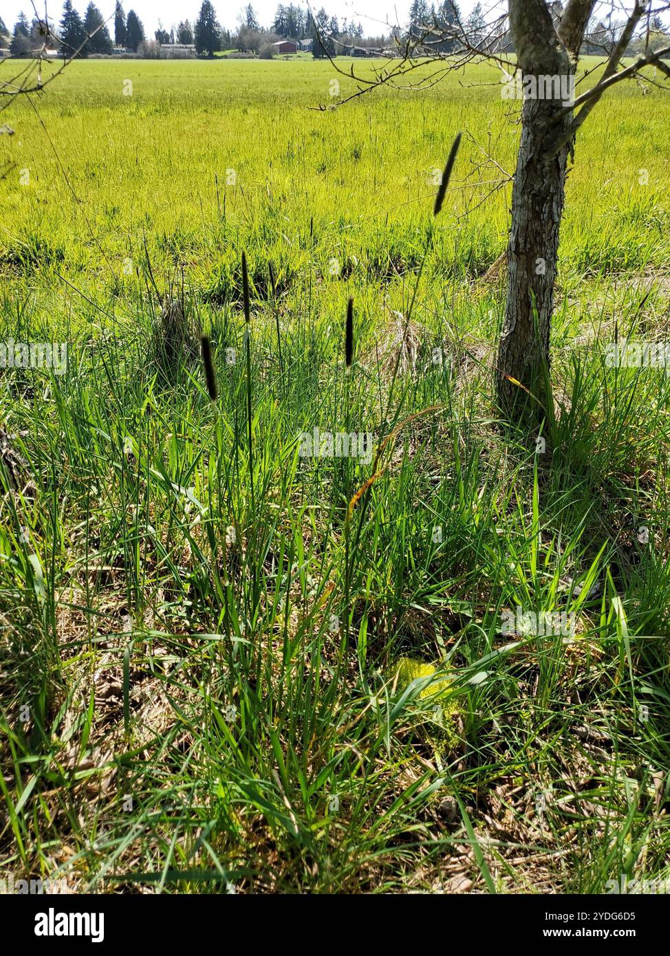Meadow Foxtail (Alopecurus pratensis Stock Photo - Alamy