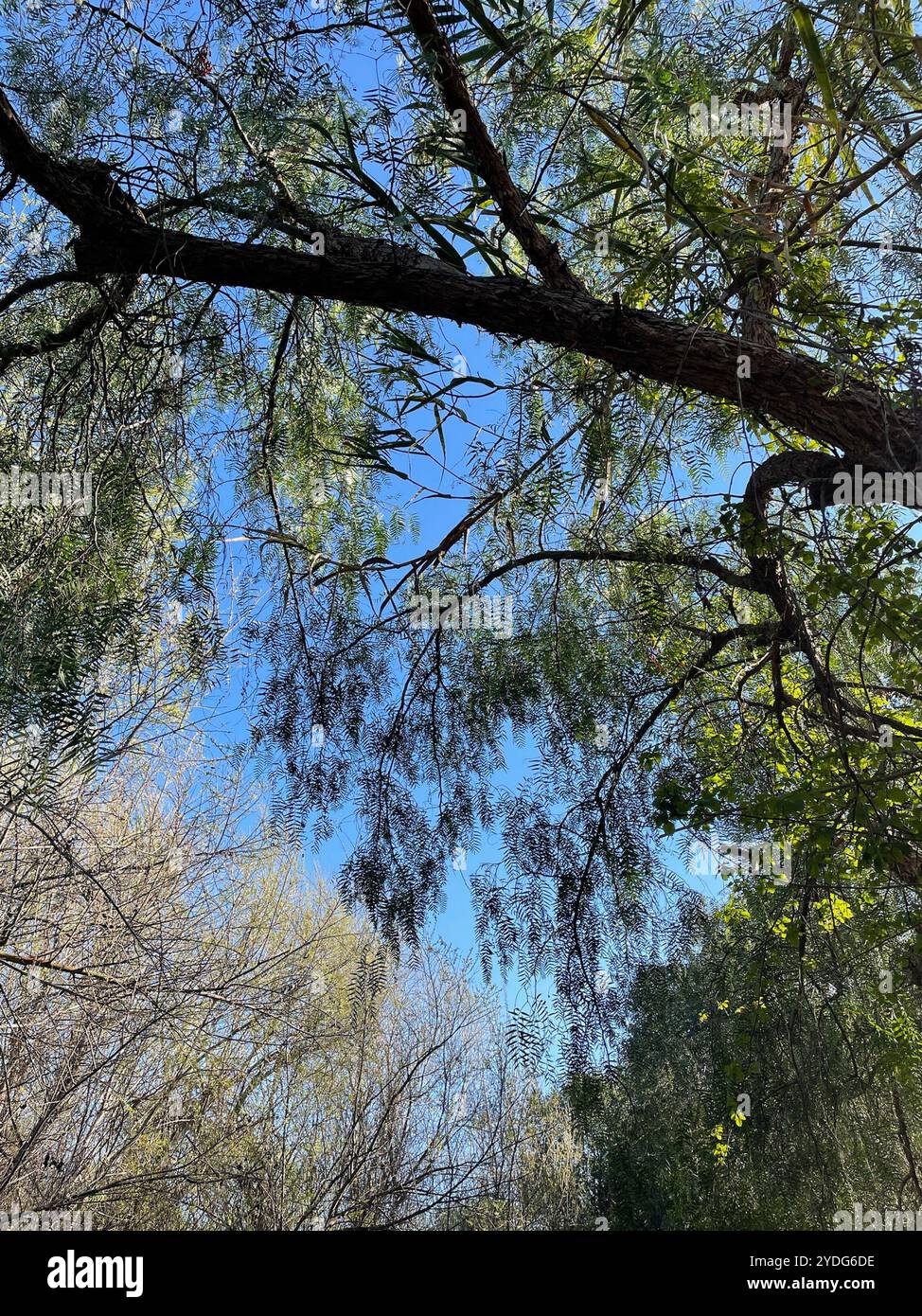 Peruvian Pepper Tree (Schinus molle Stock Photo - Alamy