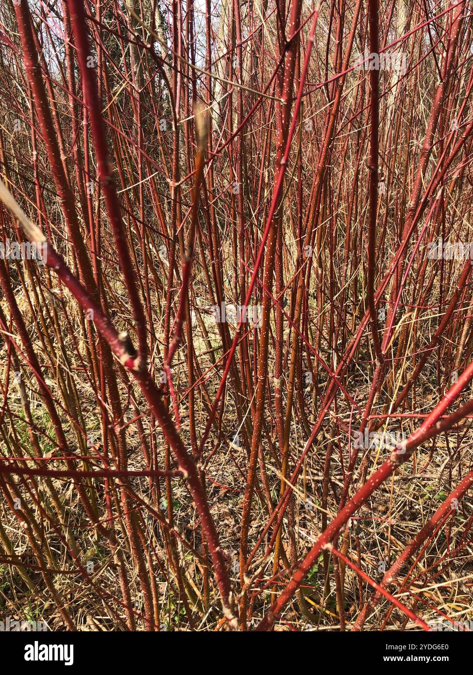 red osier dogwood (Cornus sericea Stock Photo - Alamy