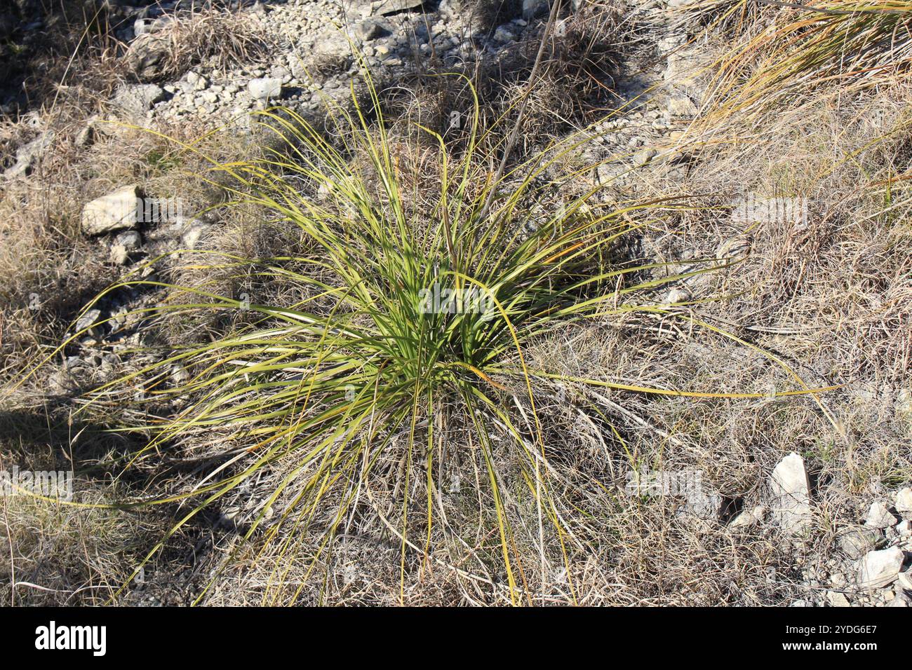 Devil's Shoestring (Nolina lindheimeriana Stock Photo - Alamy