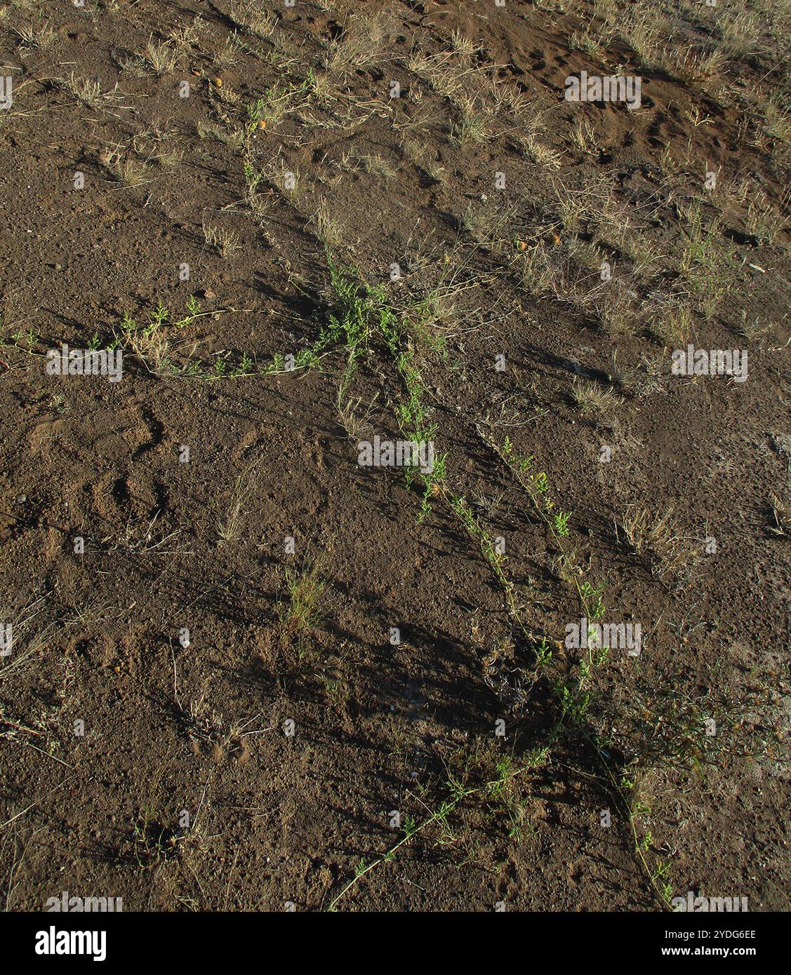 Small Wild Cucumber (Cucumis africanus Stock Photo - Alamy