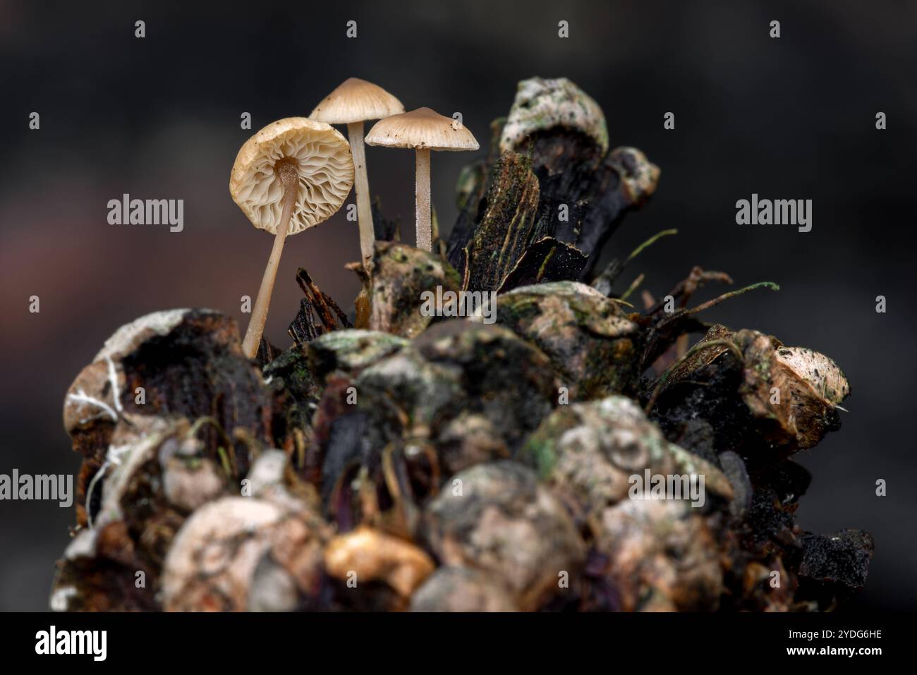 Conifercone cap fungi (Baeospora myosura) growing on decaying pine cone ...