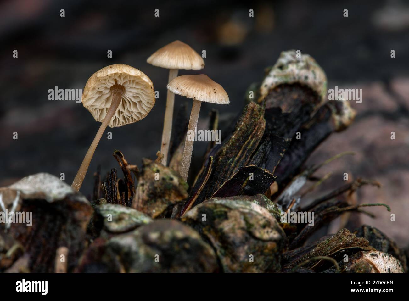 Cone fungus hi-res stock photography and images - Alamy