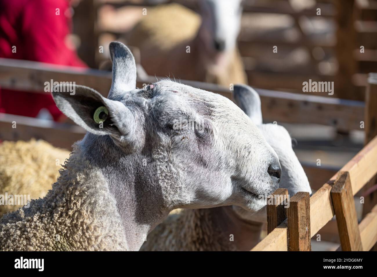 Blue faced leicester sheep hi-res stock photography and images - Alamy