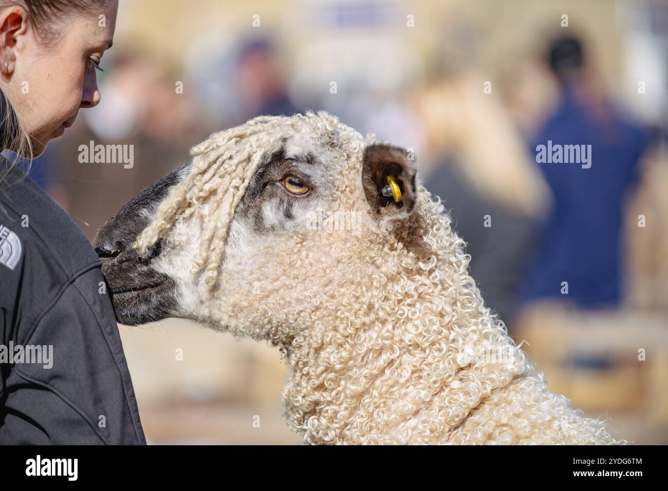 Teeswater hi-res stock photography and images - Alamy