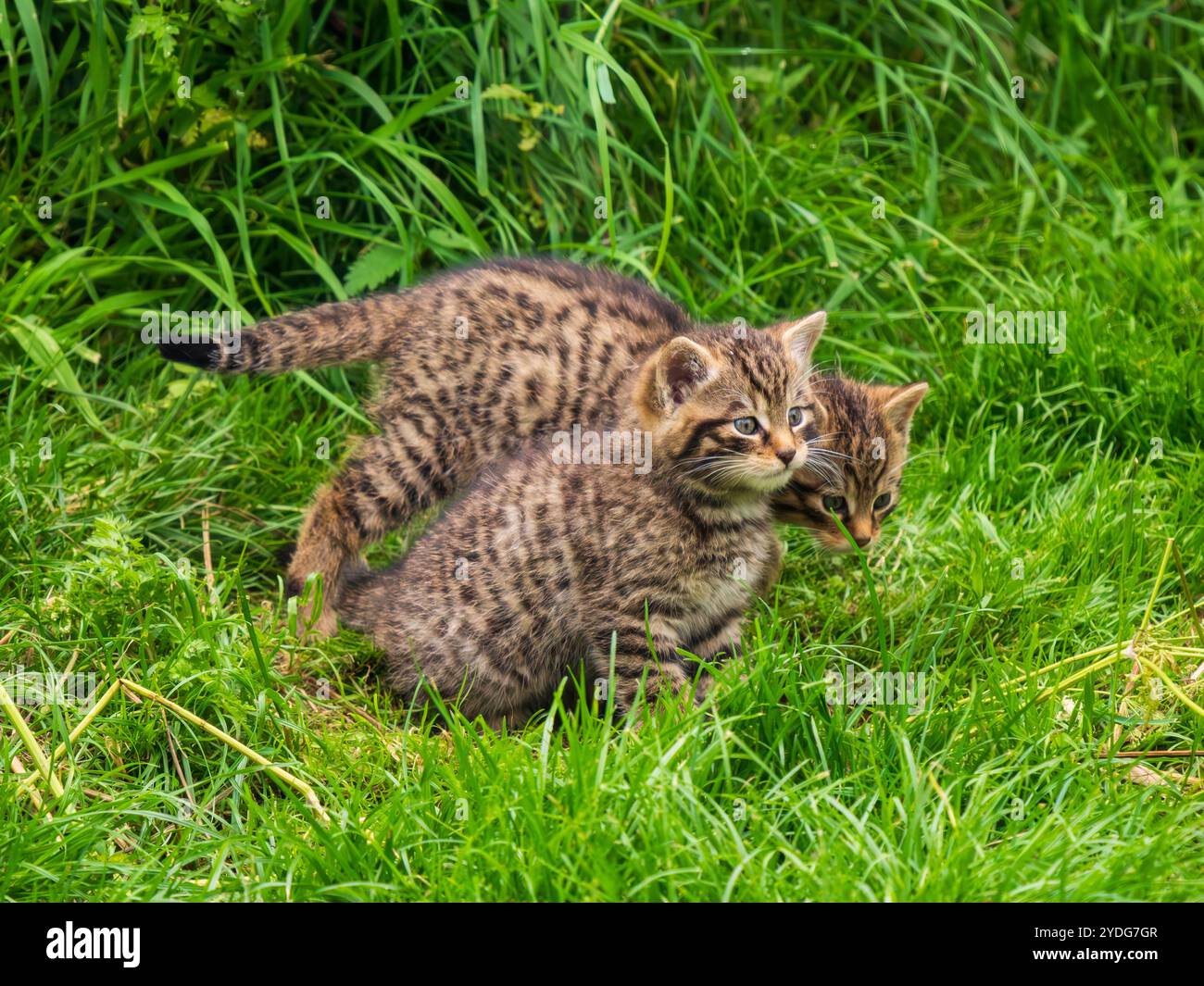 Scottish Wildcat Kitten Playing in Grass Stock Photo - Alamy