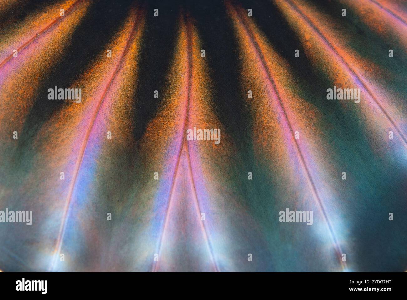 Detail of the fin rays of a Zebra lionfish, Dendrochirus zebra, on a ...