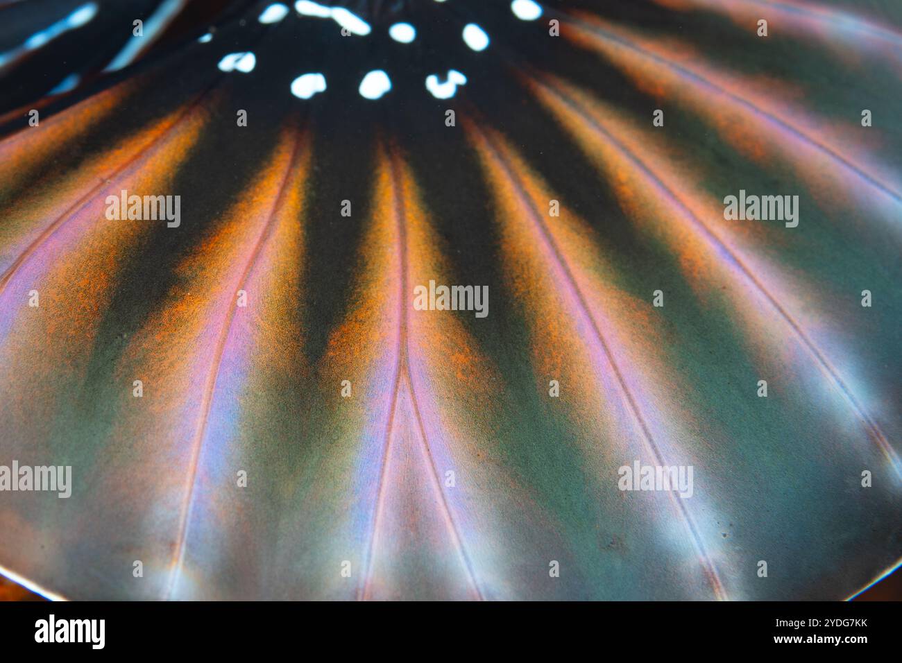 Detail of the fin rays of a Zebra lionfish, Dendrochirus zebra, on a ...