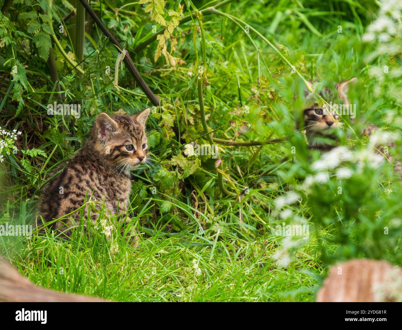 Scottish Wildcat Kitten Playing in Grass Stock Photo - Alamy