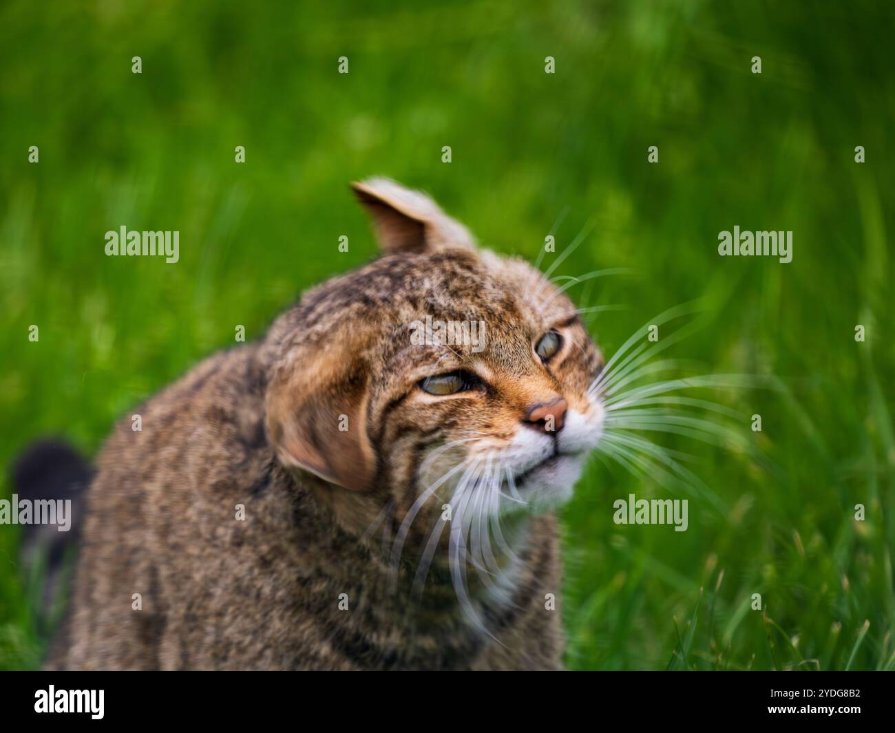 Female Scottish Wildcat Shaking Her Head Stock Photo - Alamy