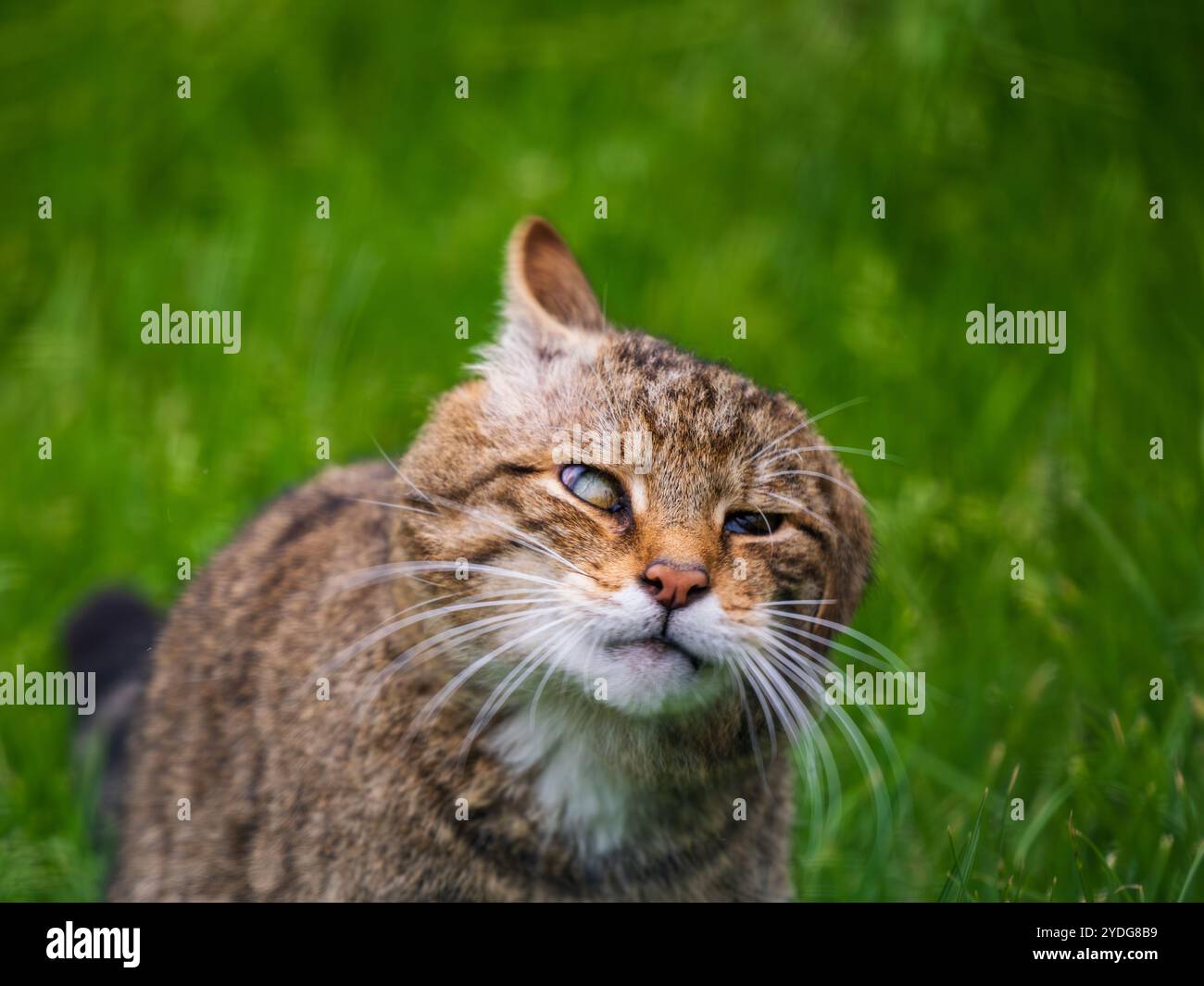 Female Scottish Wildcat Shaking Her Head Stock Photo - Alamy