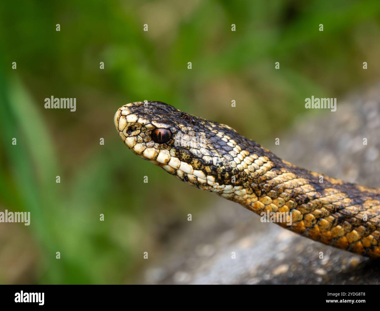 Ant snake hi-res stock photography and images - Alamy