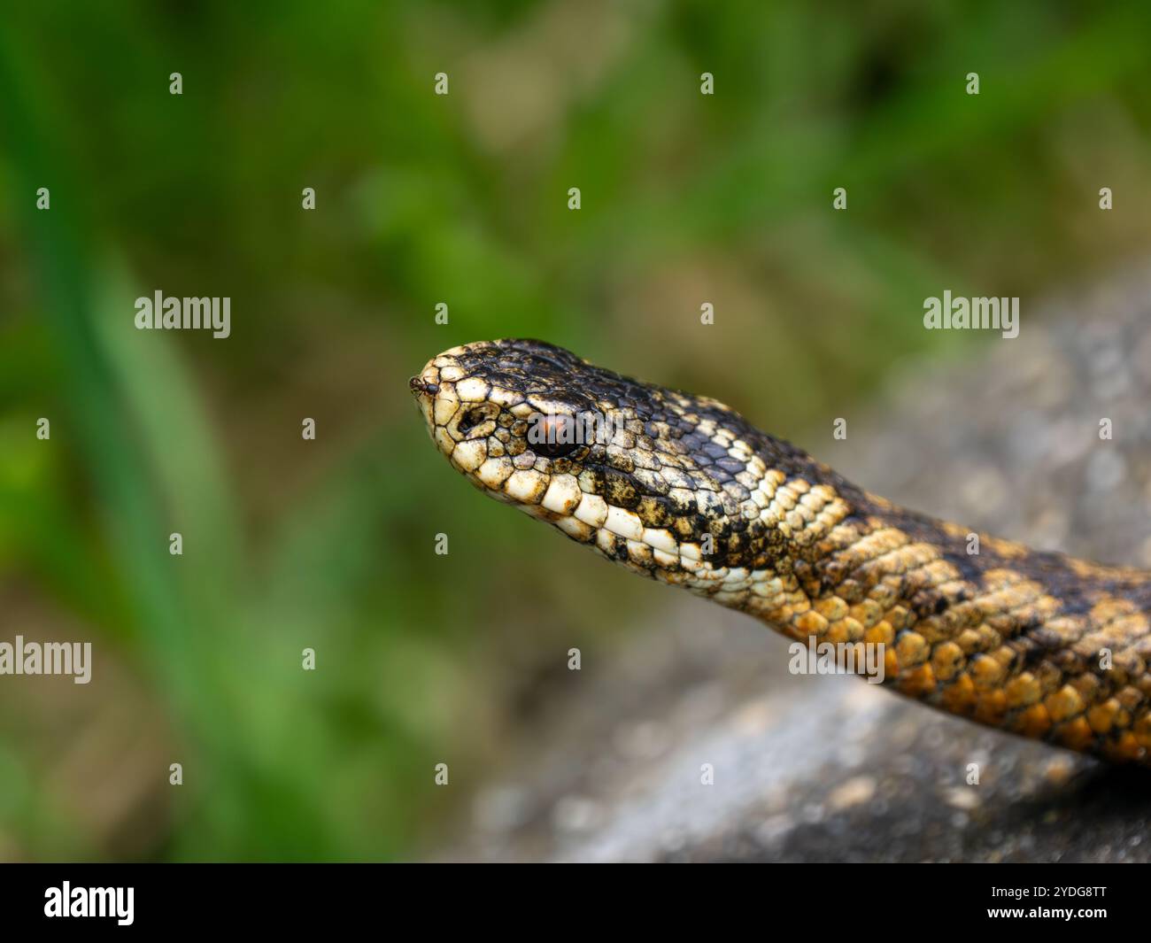 Ant snake hi-res stock photography and images - Alamy
