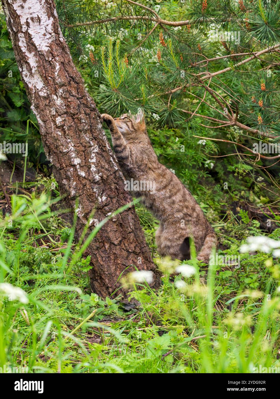 Female Scottish Wildcat Scratching on a Tree Stock Photo - Alamy