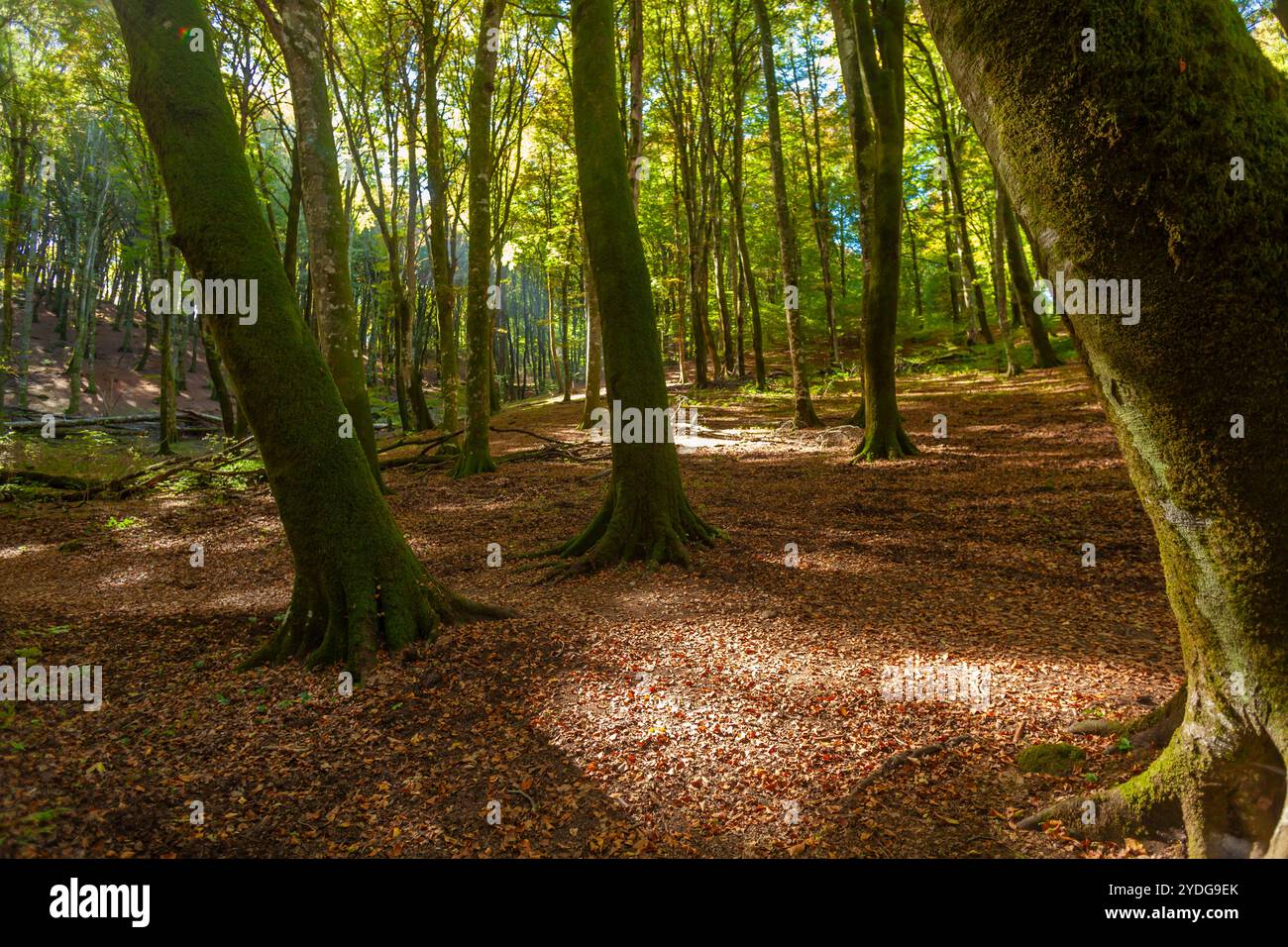Ancient beech trees creating a tranquil and picturesque landscape Stock ...