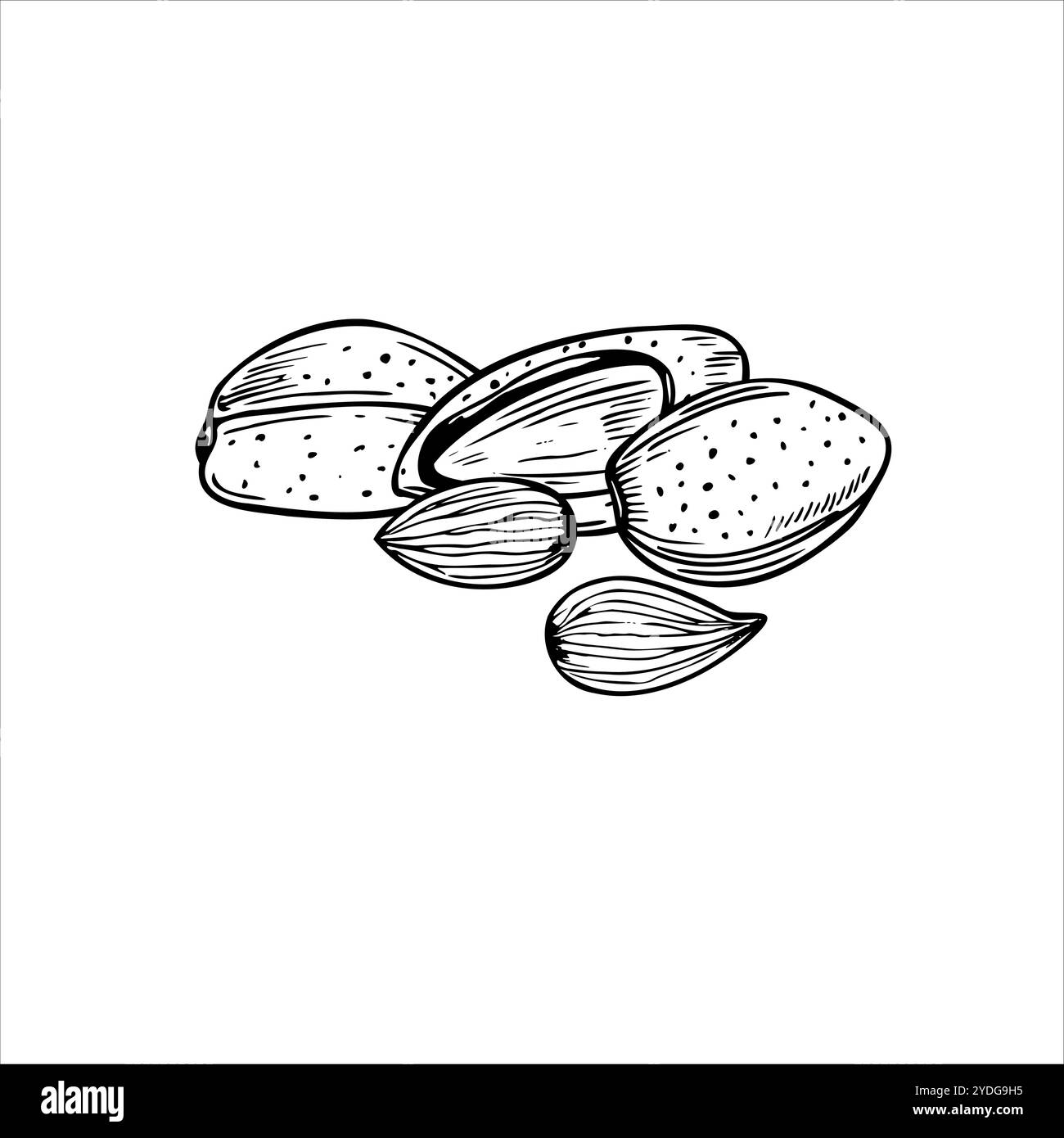 Almonds nuts almond milk Stock Vector Images - Alamy