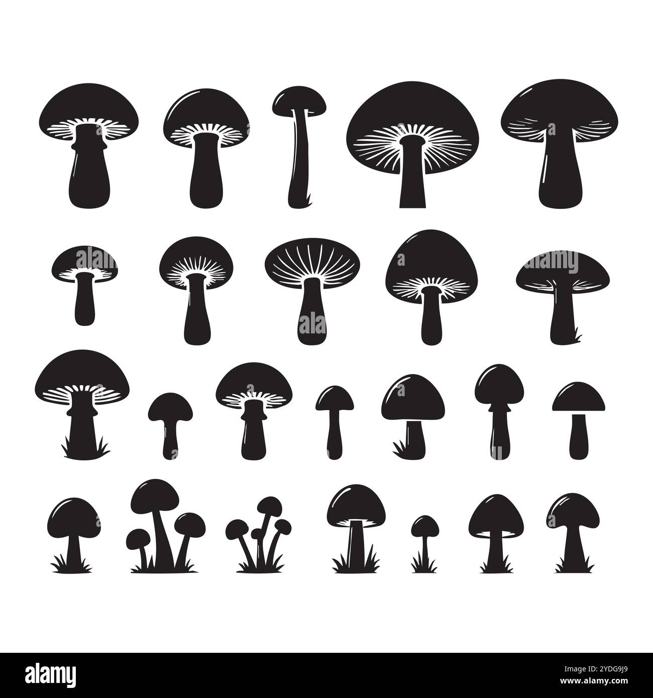 Wild black morel mushroom Black and White Stock Photos & Images - Alamy