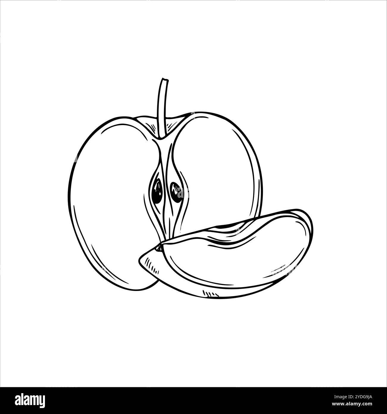 Vector black and white apple half and slice fruit hand drawn sketch engraving illustration ...