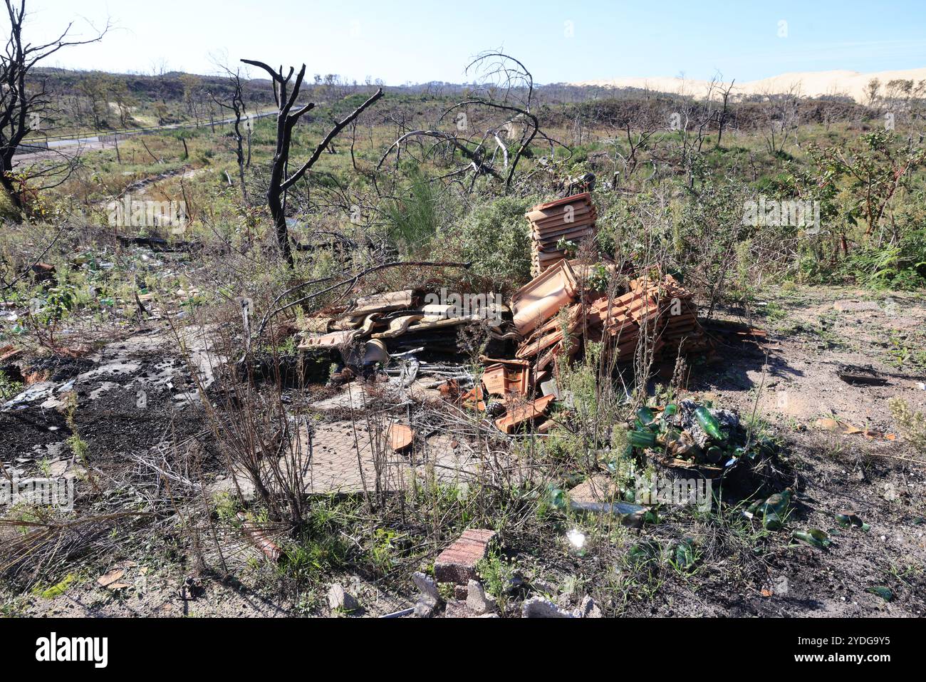 Ecological disaster: Pine forest destroyed by the major fires of July ...