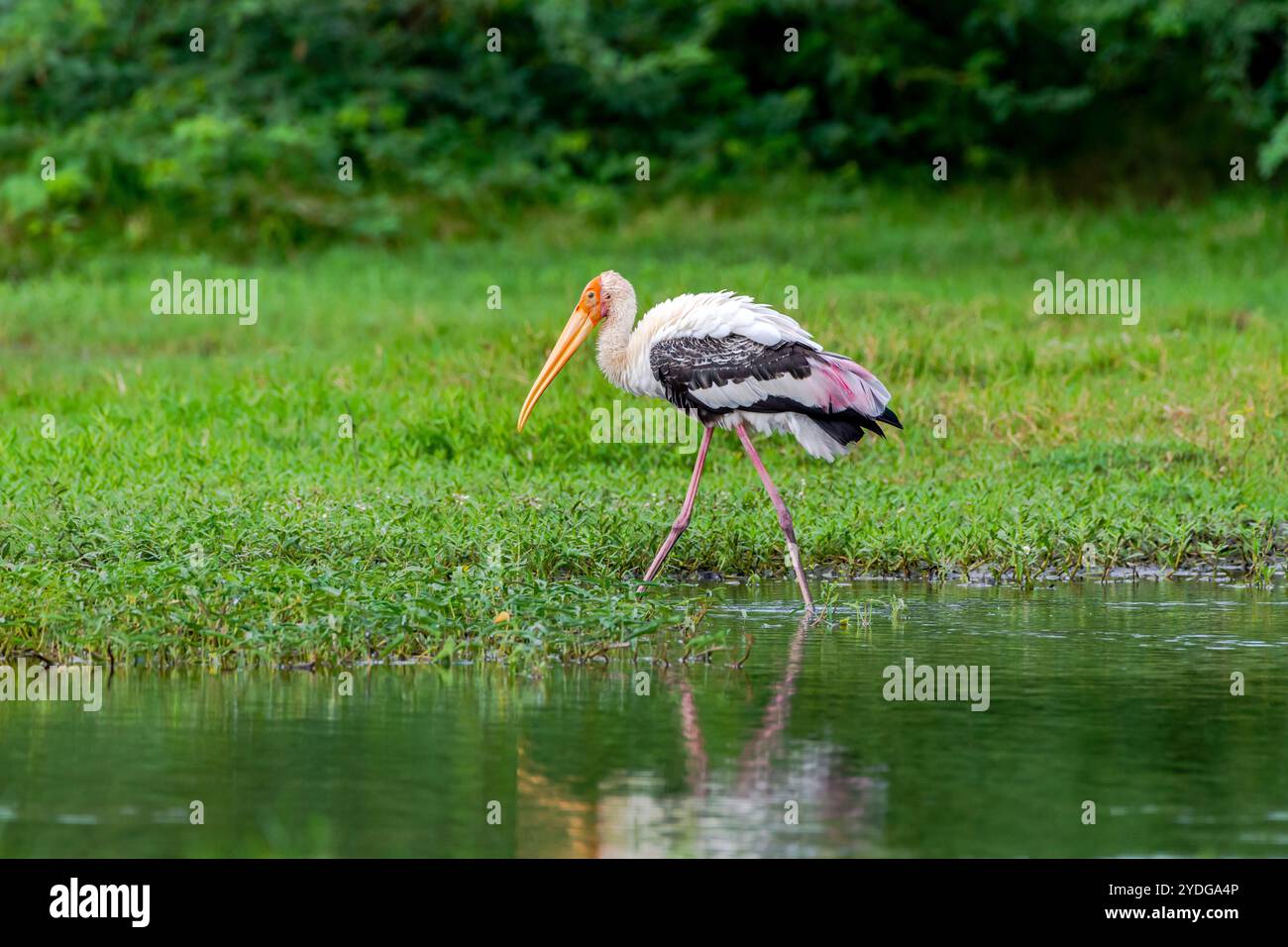 Stork in flight beautiful hi-res stock photography and images - Alamy