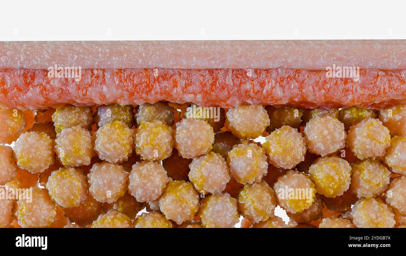 Weight loss Comparison. man body transformation. Before and after a ...