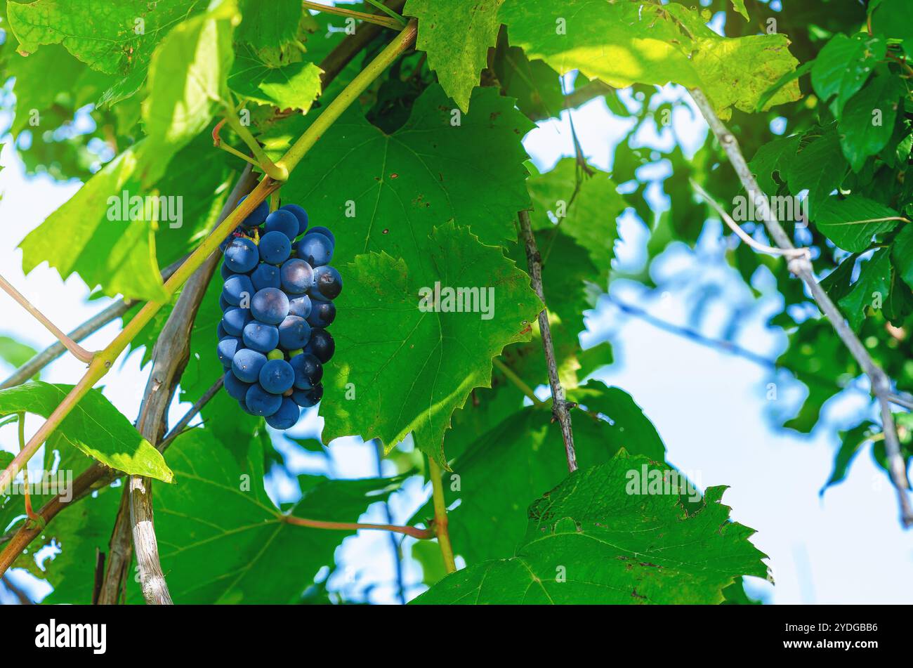 Quality photo of bunch purple Isabella grapes in green leaf on blurred ...
