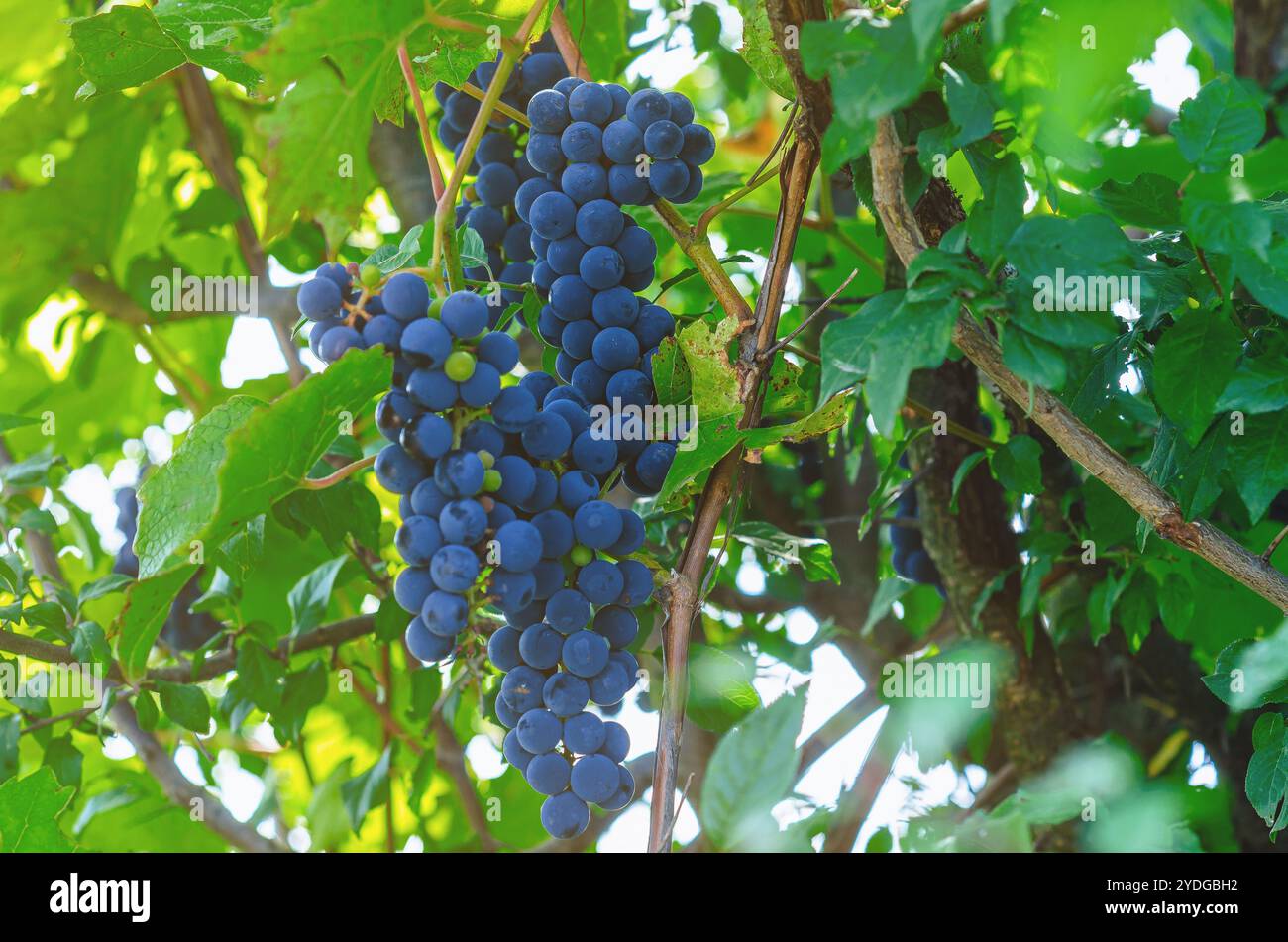 Purple grape Isabella in green leaf on blurred sunny background. The ...