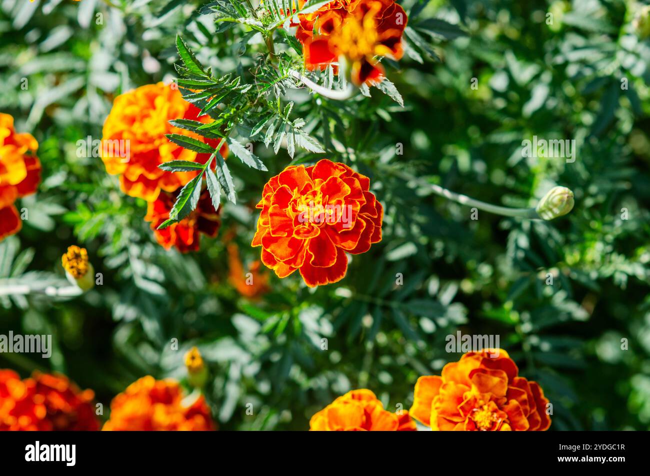 Macro of Tagetes Patula from Asteraceae family. Orange flowers with ...