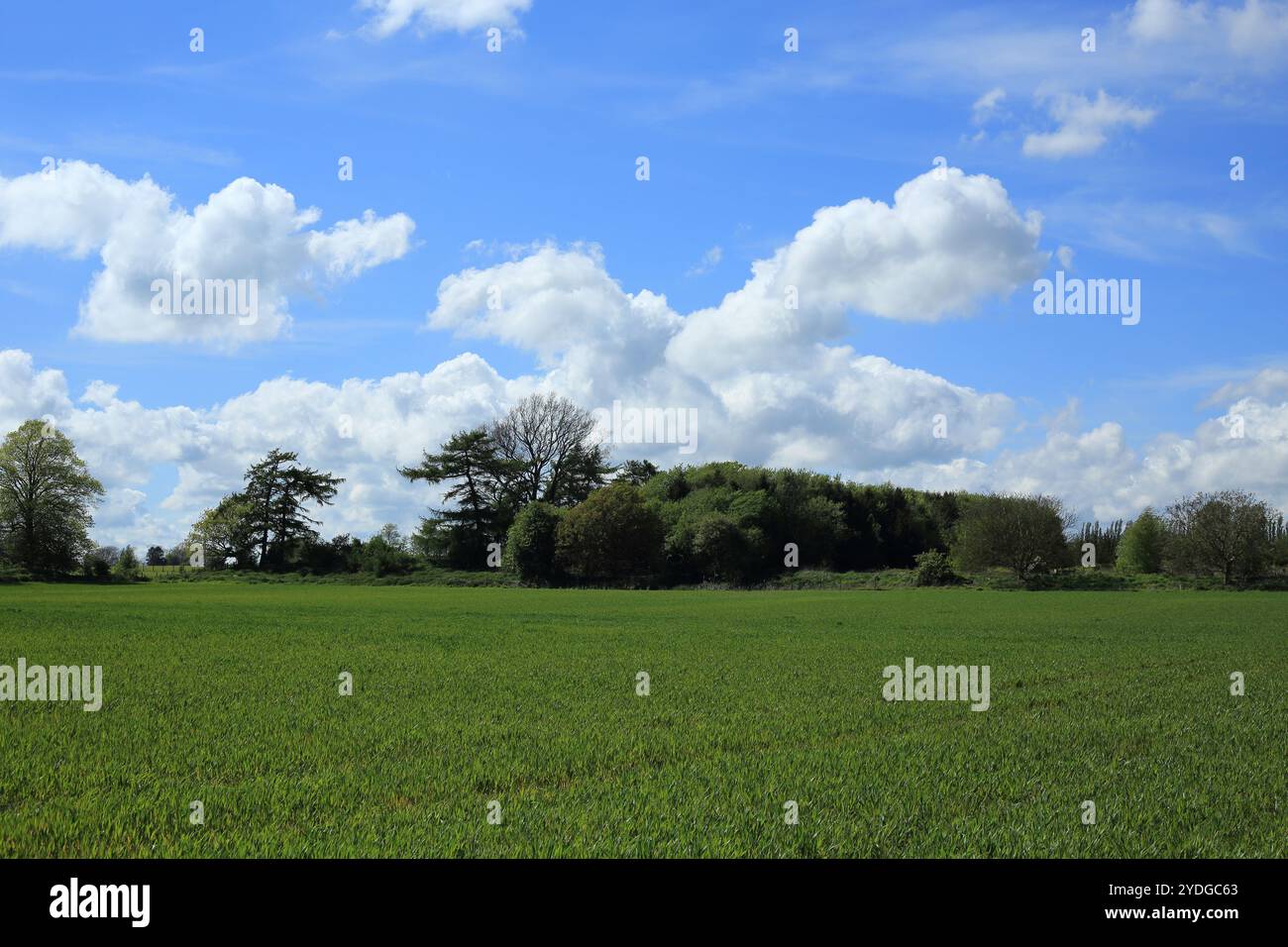 Field and blue sky with clouds at Perry Court Farm, Wye, Ashford, Kent ...