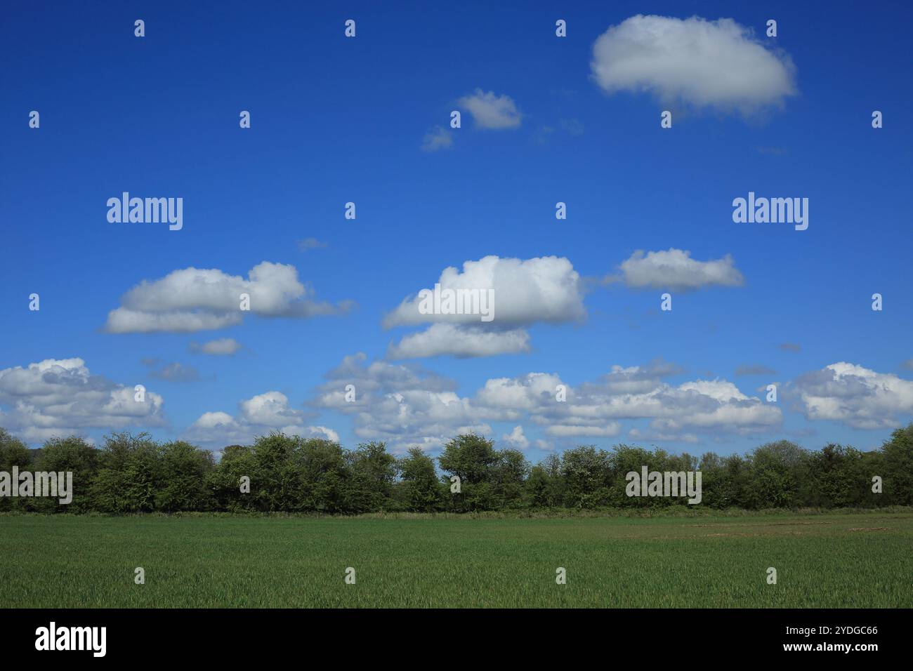 Field and blue sky with clouds at Perry Court Farm, Wye, Ashford, Kent ...