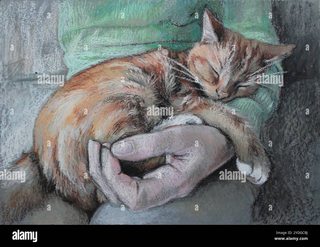 Red cat sleeps on your lap cuddled in your hand, is curled up in a ball ...