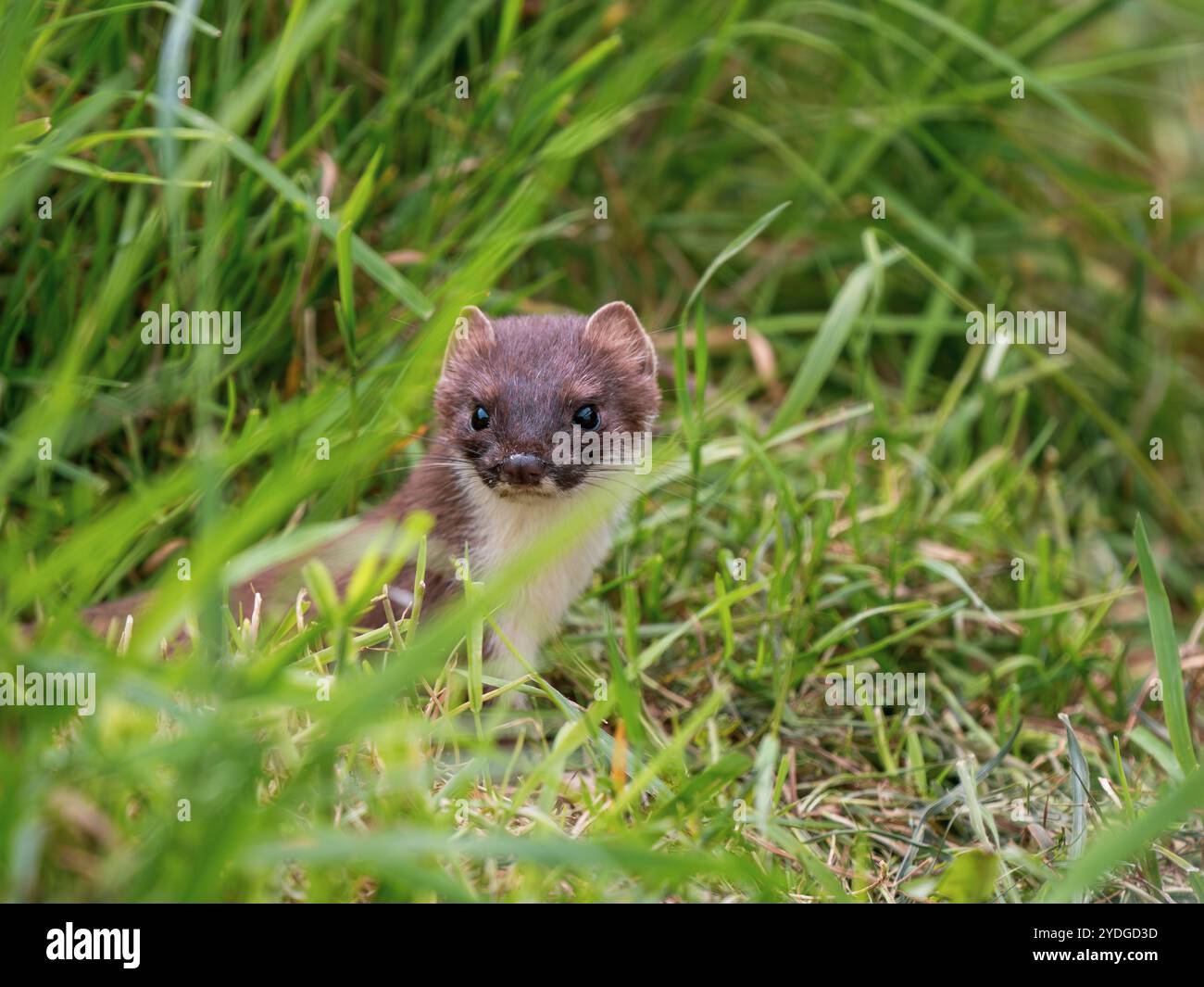 Close-up of a Stoat in Grass Stock Photo - Alamy
