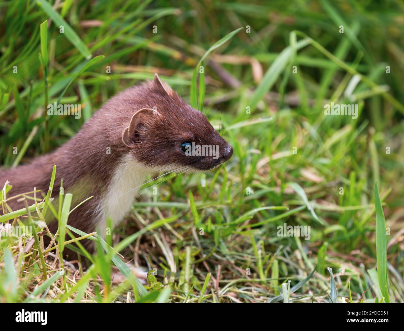 Stoat in grass hi-res stock photography and images - Alamy