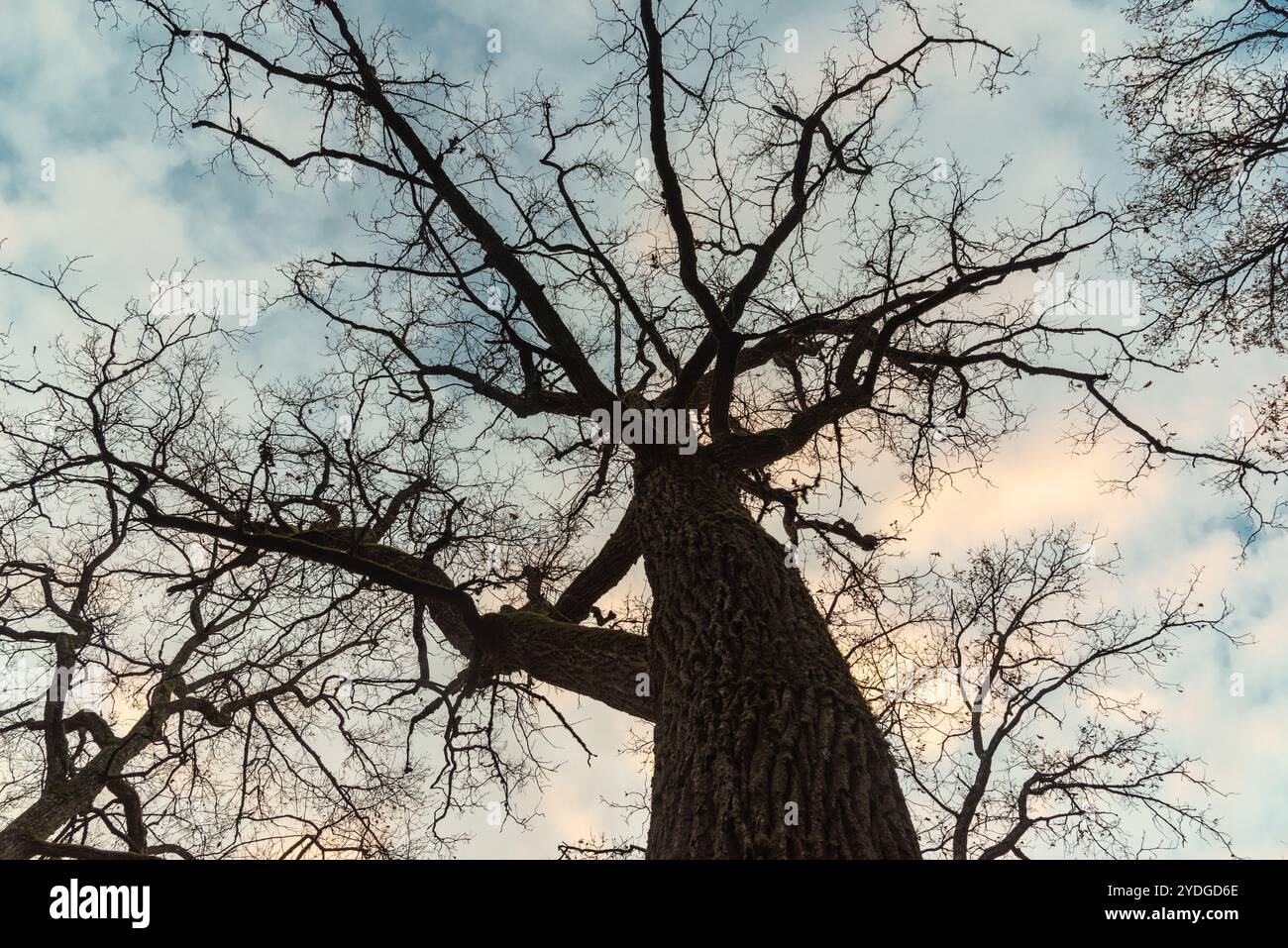 Fall tree tops sunset hi-res stock photography and images - Alamy