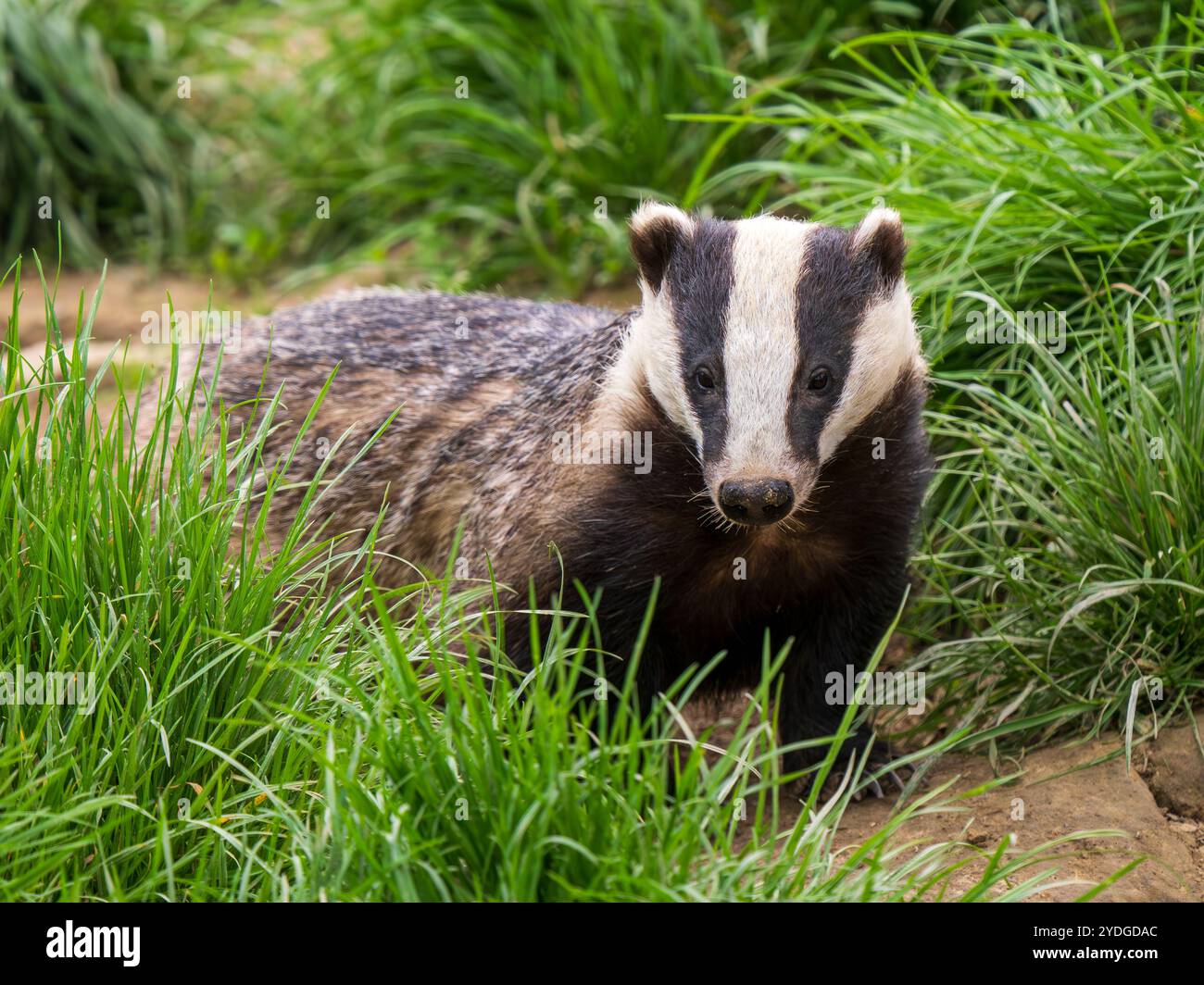 Badger ( Meles meles ) in Grass Stock Photo - Alamy