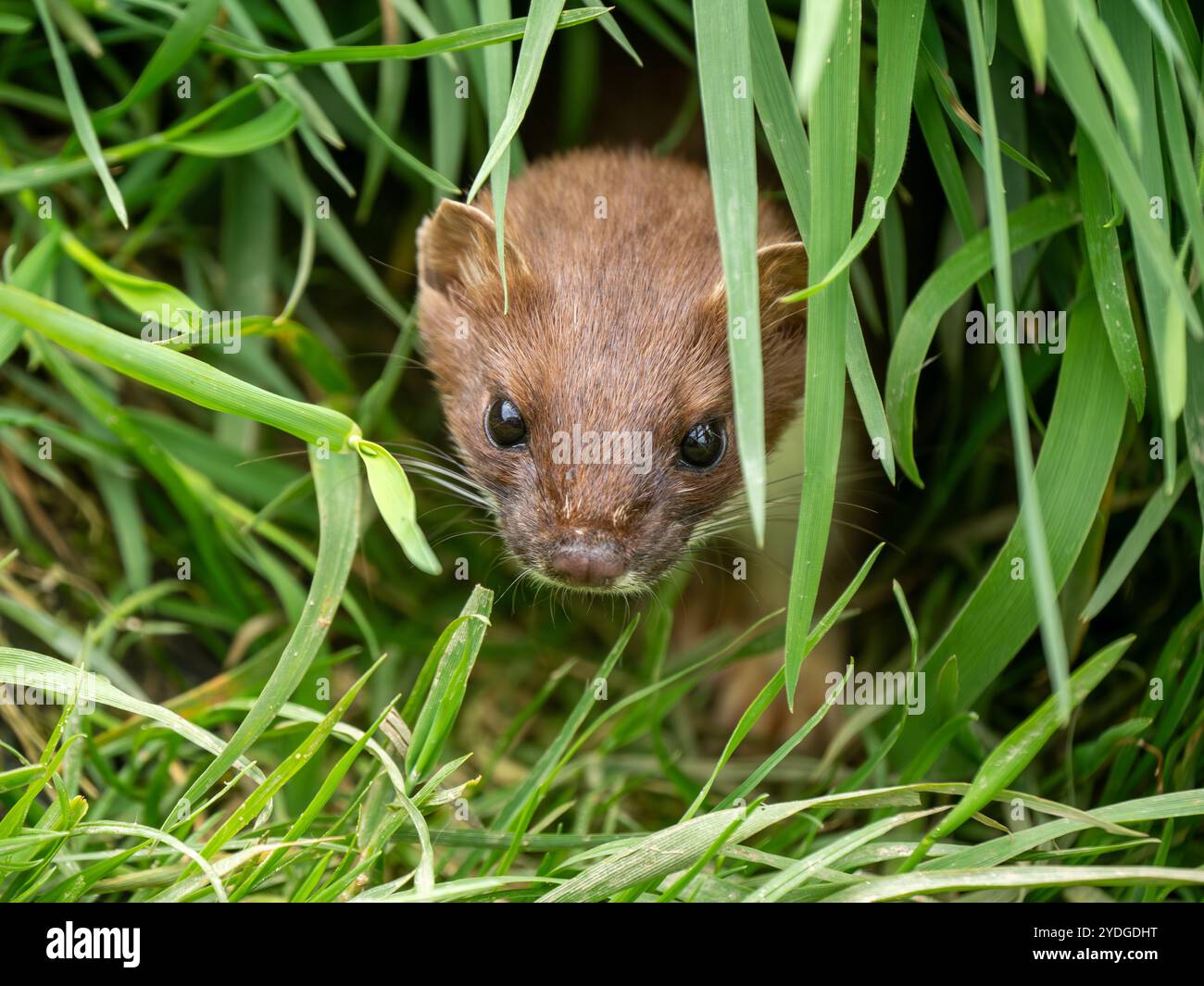 Close-up of a Stoat in Grass Stock Photo - Alamy