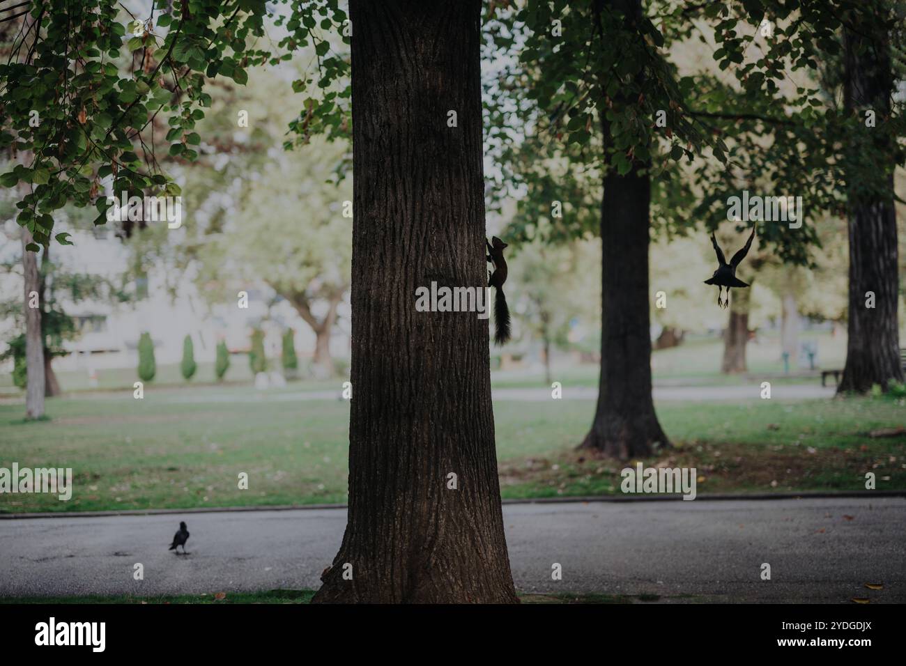 Playful nature scene hi-res stock photography and images - Alamy