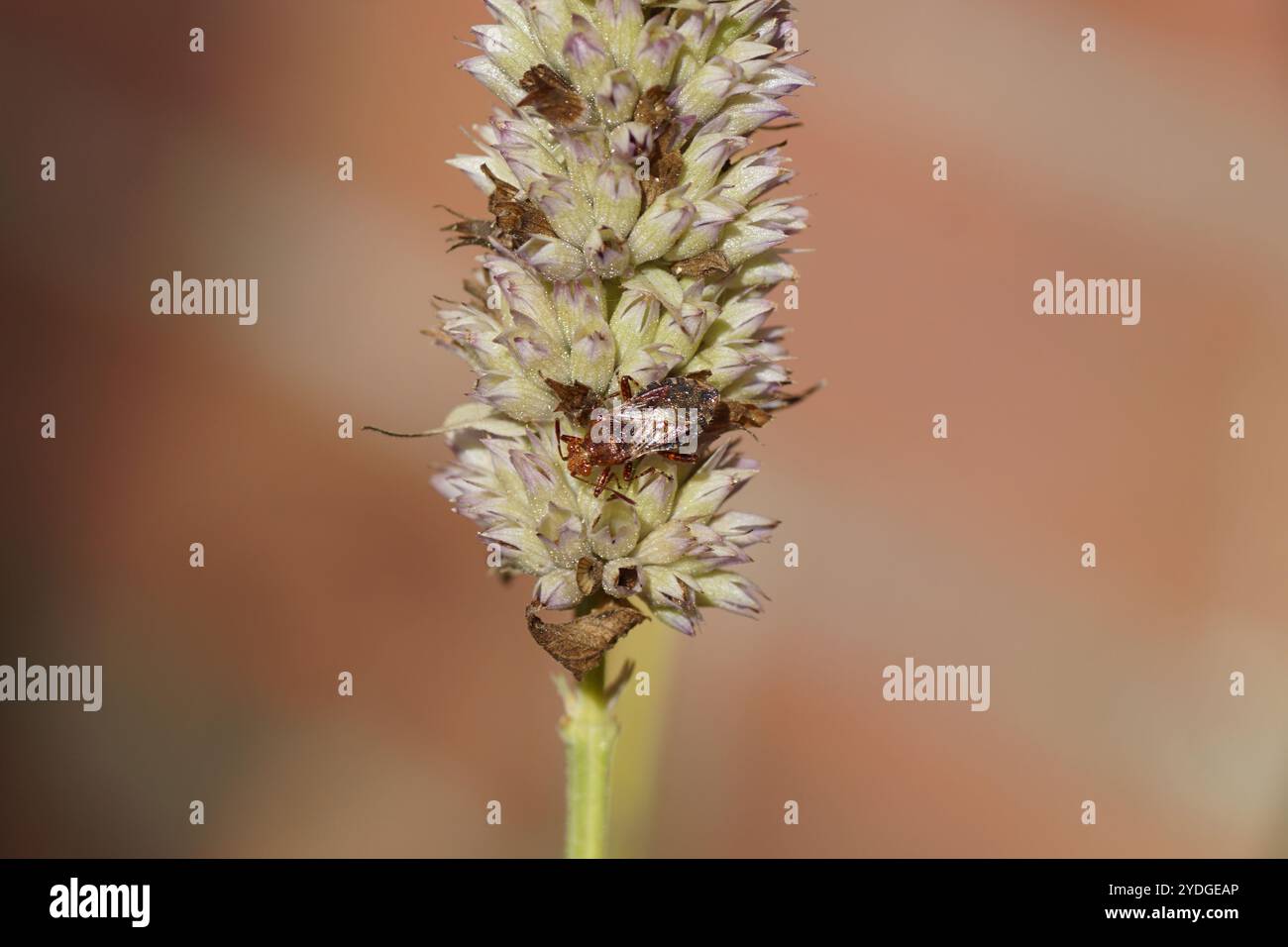 Close up spent, deadheading anise hyssop (Agastache foeniculum) with ...