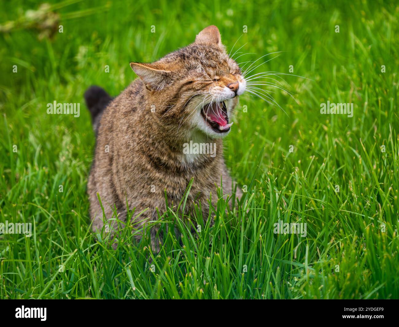 Female Scottish Wildcat Growling Stock Photo - Alamy